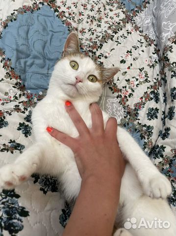 Кошечка в поисках любящего дома