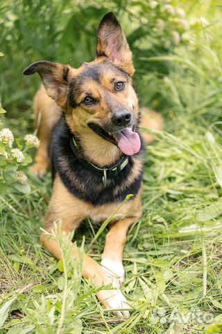 Красивая и скромная собачка Яшма ищет хозяина