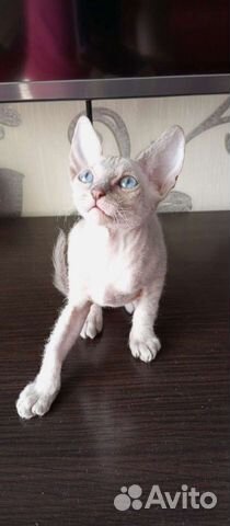 Канадский сфинкс котенок девочка