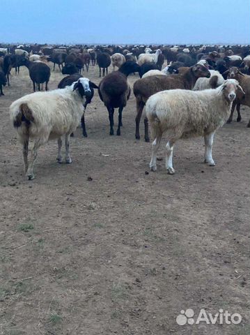 Ягнята, Баранчики