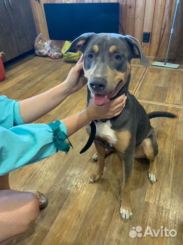 Питбуль(помесь)