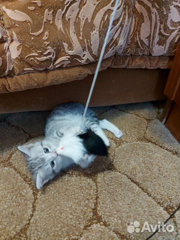 Домашние животные кошки