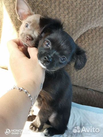 2 мальчика чихуахуа