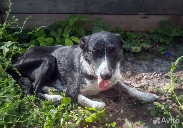 Маленькая собачка Луиза