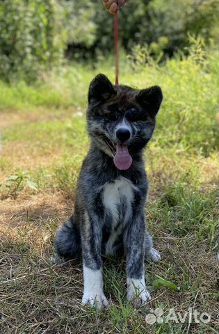 Тигровая акита