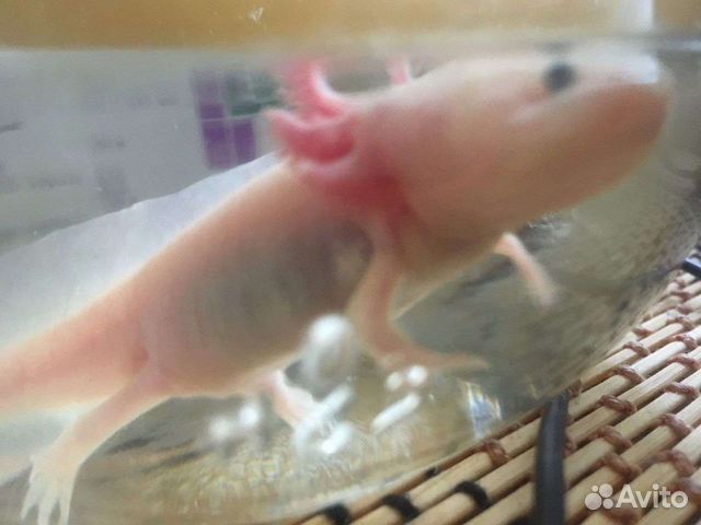 Аксолотль(водный дракон)