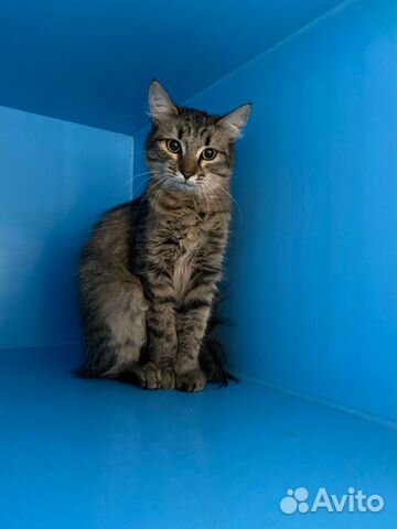 Барса кошечка 7 мес стерилизована