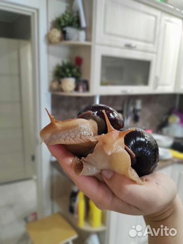 Улитки ахатины в добрые руки