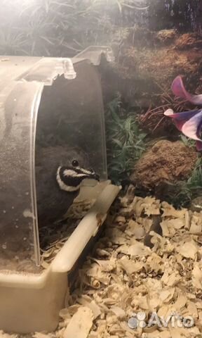 Два самца китайского расписного перепела бесплатно