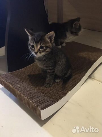 Котята в добрые руки даром 2 мальчика и 3 прекрасн