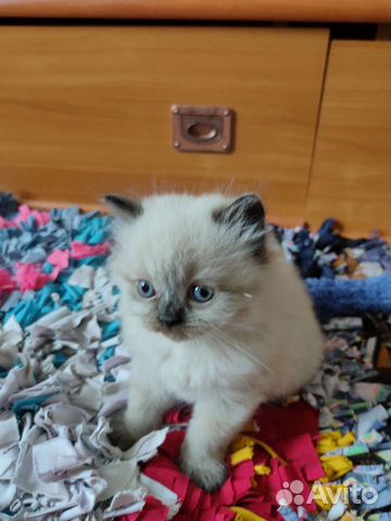 Шотландские котята