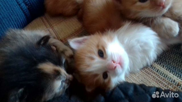 Котята в добрые руки