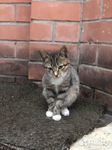 Кот шикарный