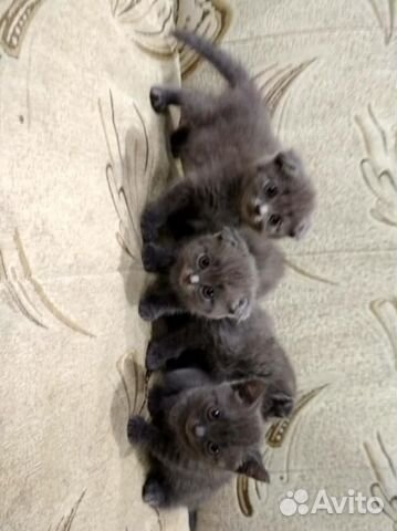 Продаю Британских котят породистых