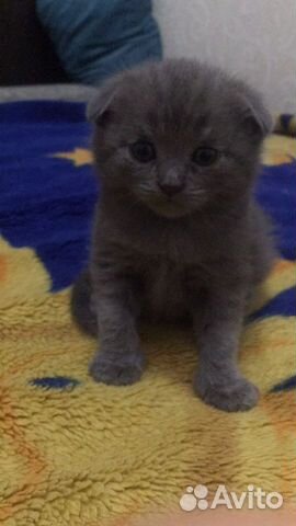 Шотландская