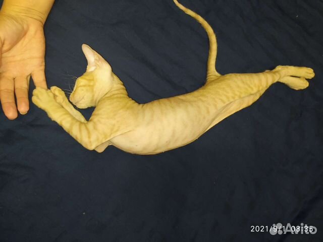 Котенок Донской сфинкс