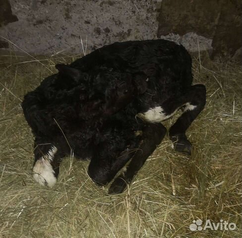 Тёлочка Абердин обмен