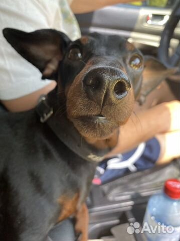 Вязка цвергпинчер