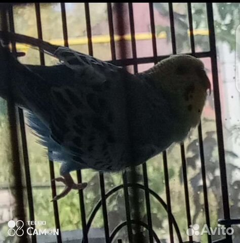 Попугай самец 1,5 года