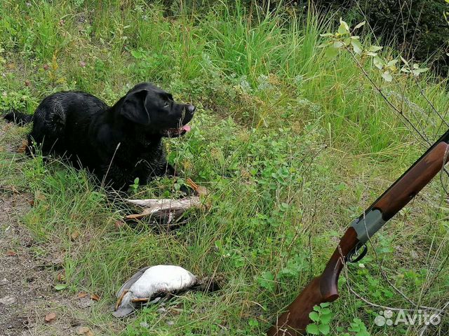 Собаки щенки породистые