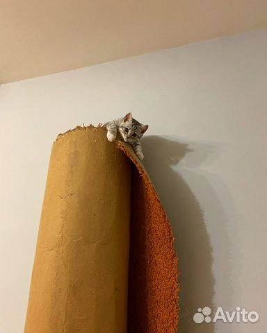 Отдам в хорошие руки котенка