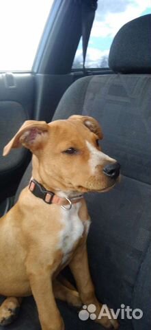 Щенки питбуля