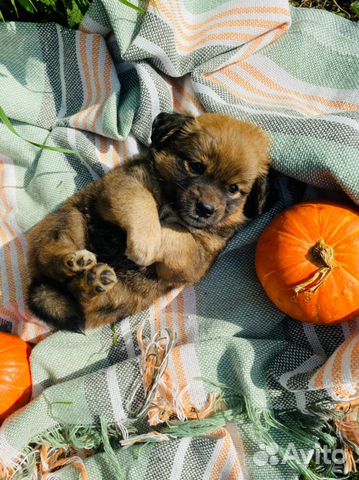 Фиона - пухленький щенок ищет свой дом