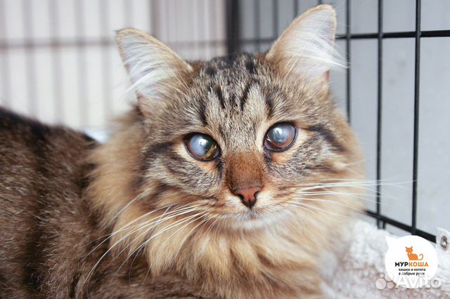 Кусей просто обожает общаться и ластиться