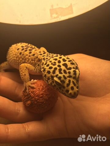 Эублефар самка