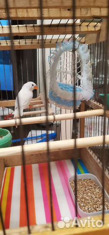 Амадин девочка 1 год