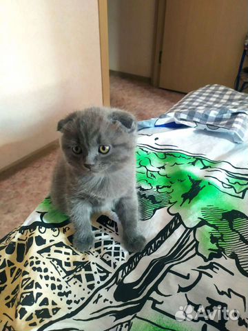Британская вислоухая кошка