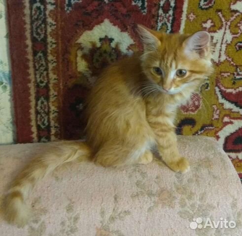 Прелестный котёнок (мальчик) - в заботливые руки