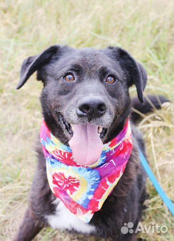 Собака в добрые руки. Макс ищет дом