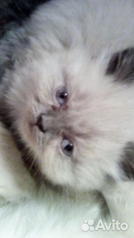 Персидская