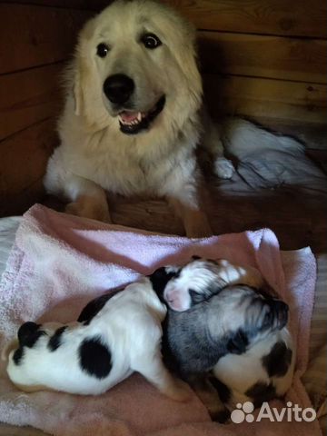 Кавказец метис