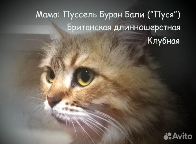 Британская длинношерстная родила шестерых
