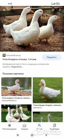 Утка Агидель