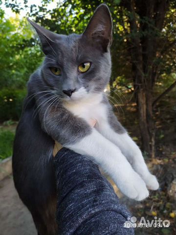 Котик Максик 5 мес в добрые руки