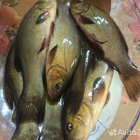 Рыба линь в пруд