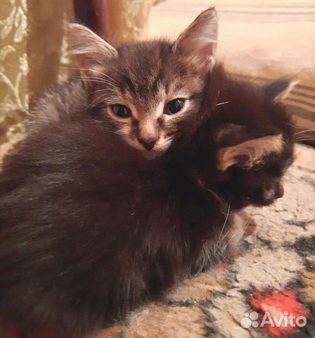 Отдам троих котят в добрые руки