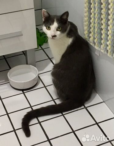 Интеллигентный Котик ищет подходящих друзей)