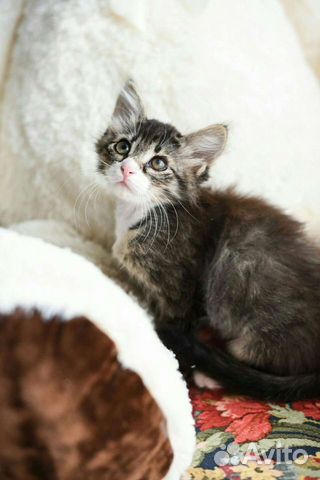 Котёнок Мурка в добрые руки