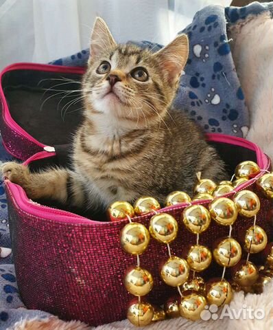 Девочка красавица