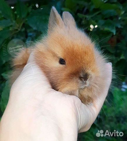 Сатиновые карликовые крольчата