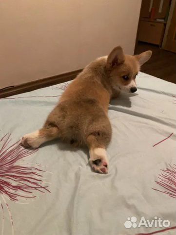 Вельш-корги пемброк