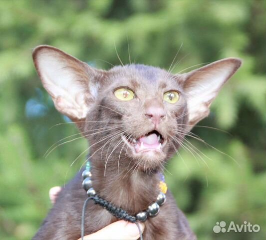 Ориентальчики