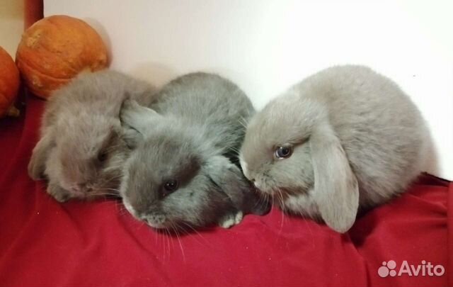 Лиловые и голубые карликовые барашки