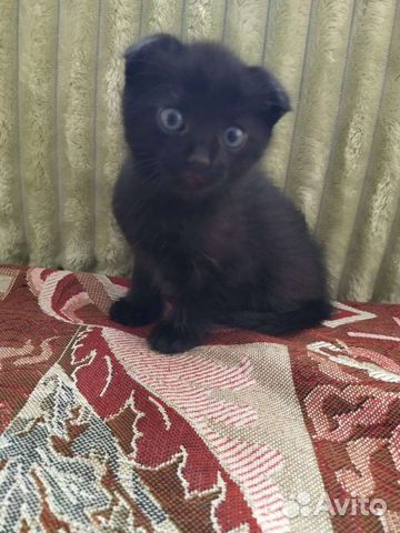 Британский кот