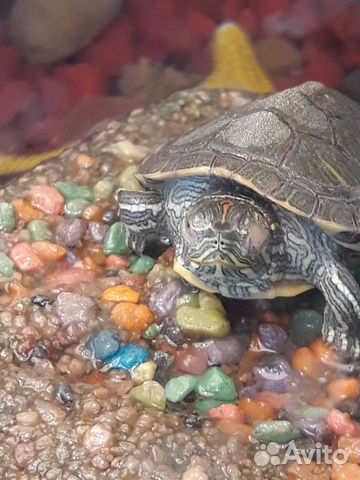 Красноухие черепахи 2 шт