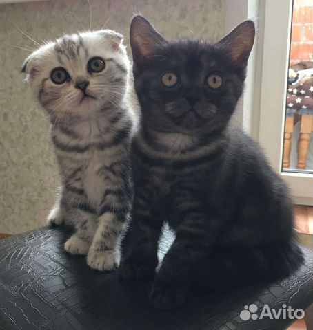 Шотландские мраморные котята